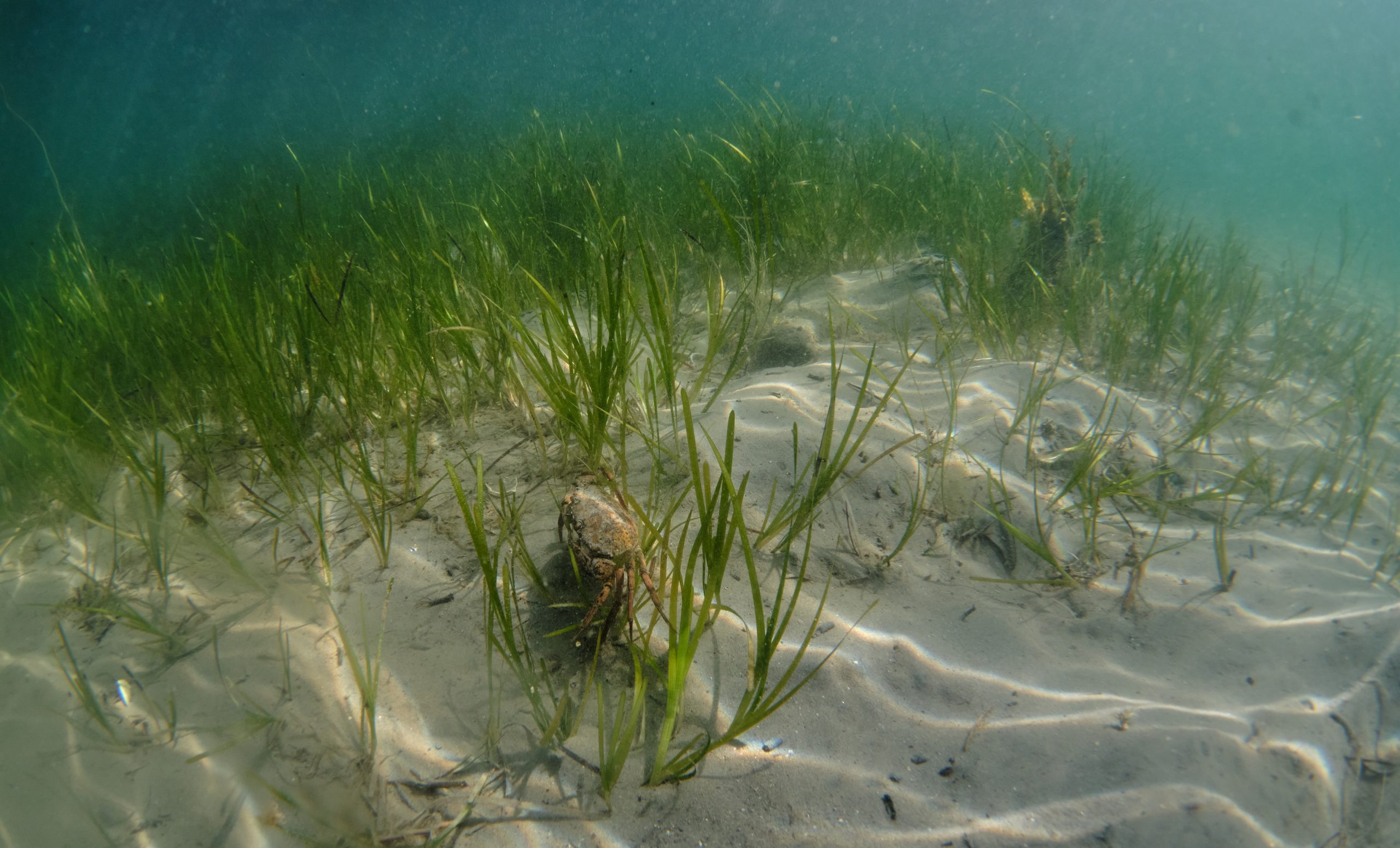 SMEEF Supports Seagrass Restoration in Firth of Forth - Scottish Marine ...