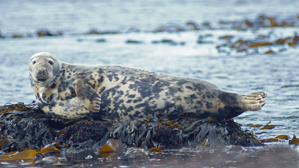 British Divers Marine Life Rescue - Scotland Wide Impact - Scottish ...