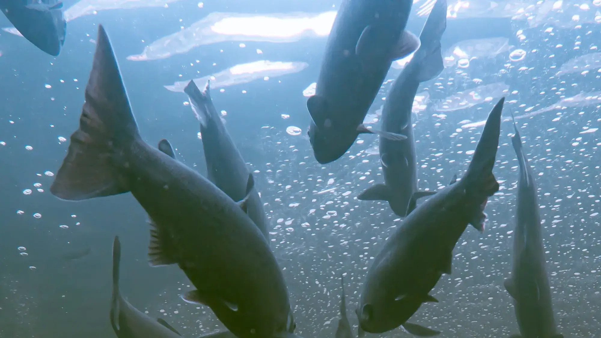 Atlantic Salmon Trust - Scottish Marine Environmental Enhancement Fund