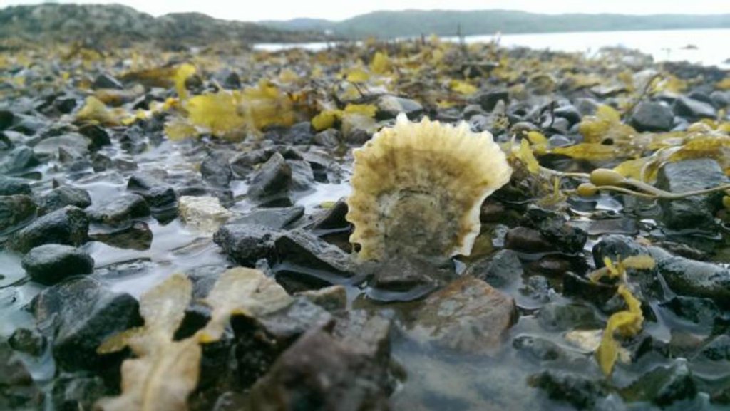 Biodiversity Baseline Survey and Monitoring Plan / Lochaline - Scottish ...