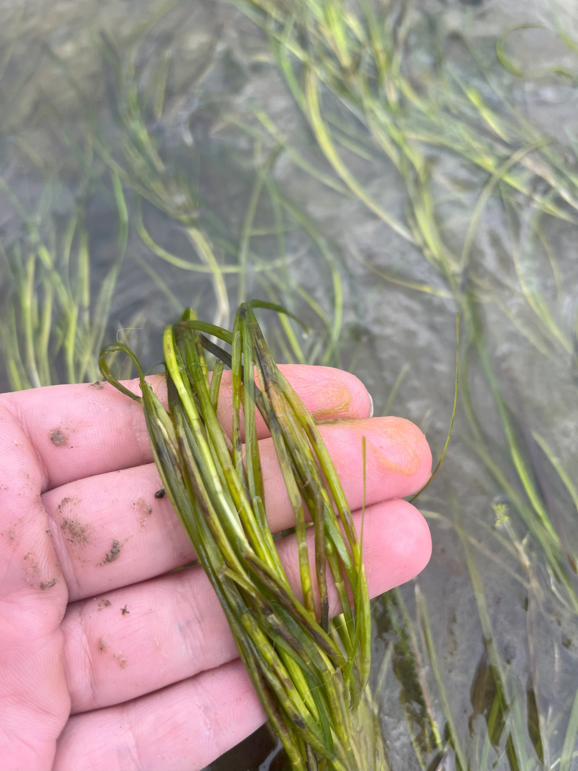 Mossy Earth - Wilder Firths - Scottish Marine Environmental Enhancement ...