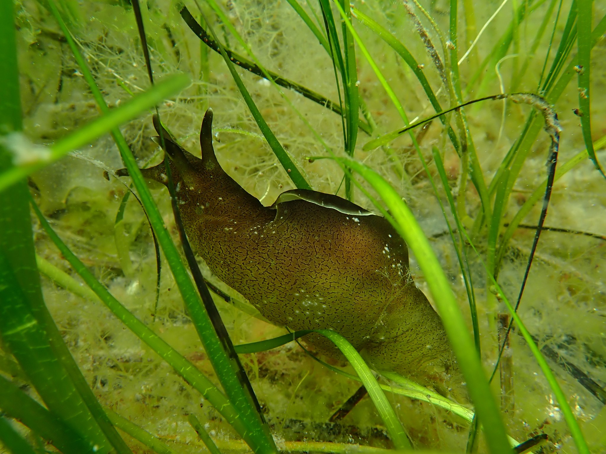 UHI Shetland - Restoring Shetland’s marlie meadows - Scottish Marine ...